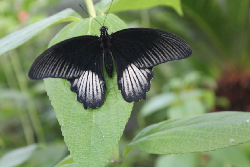 Newcastle Bridges School GCSE Photography at Butterfly World - Latest ...